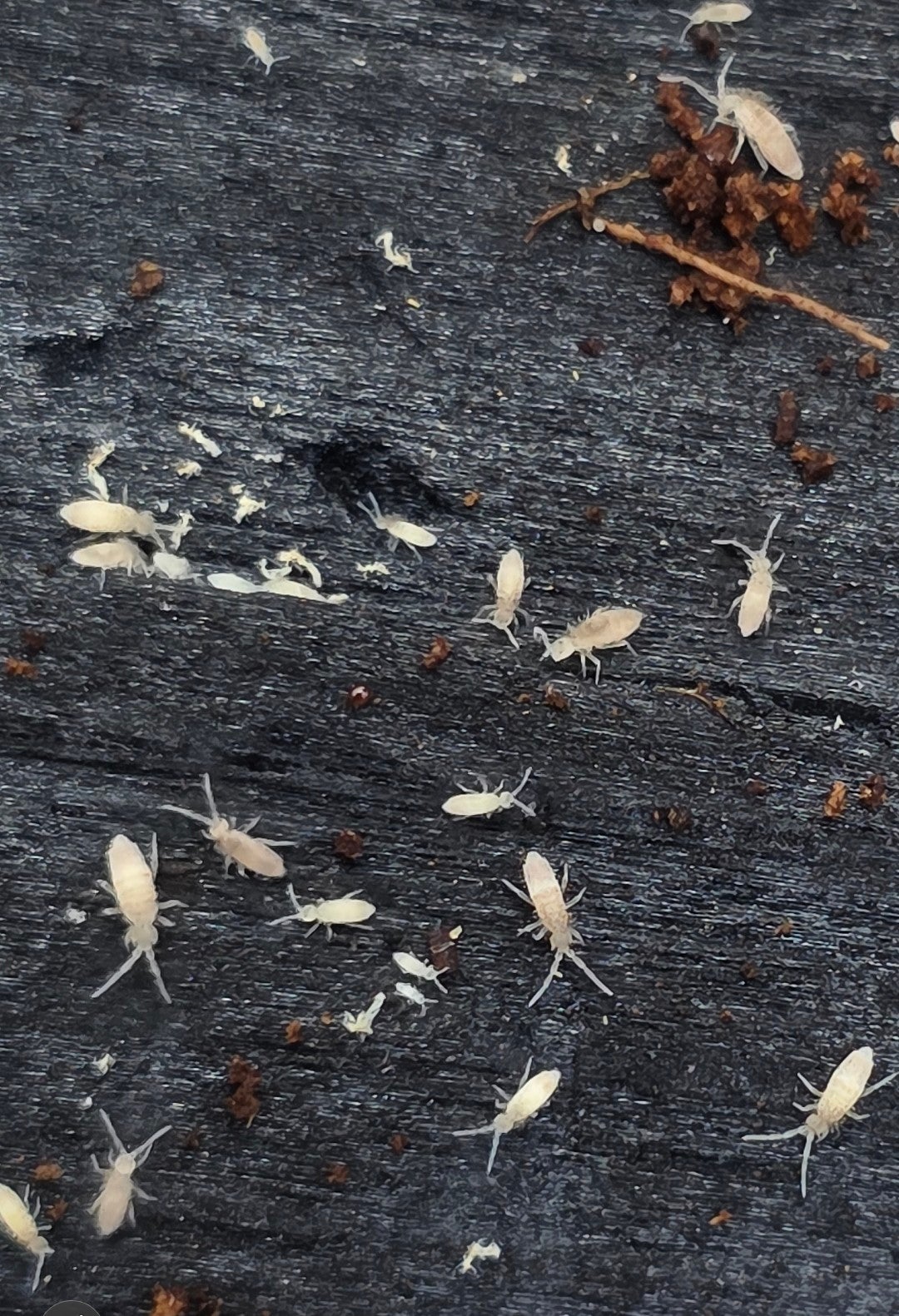 Tropical White Springtails for Sale | Collembola sp. – Bioactive Clean ...
