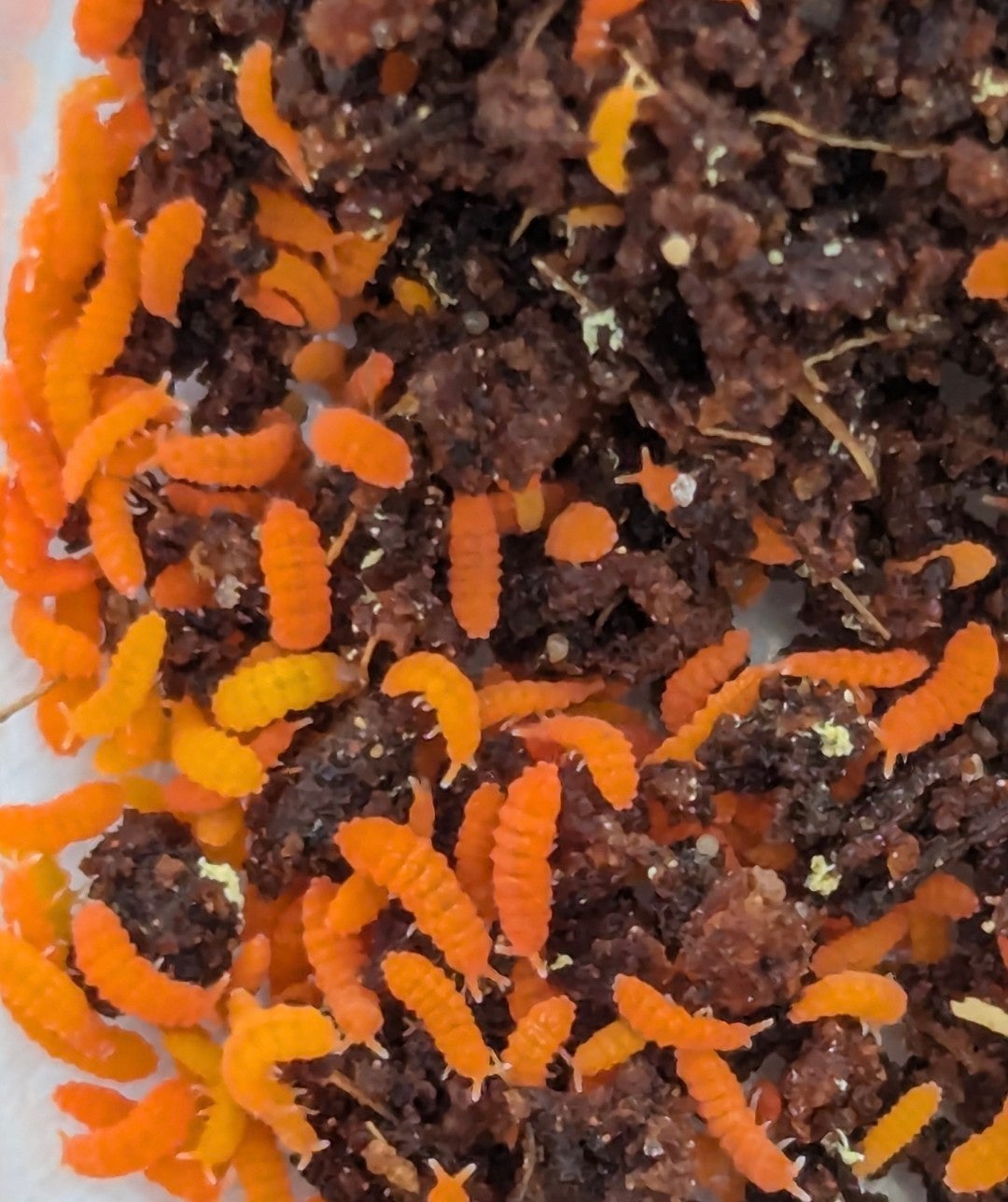 Orange Springtails for Sale | Yuukianura aphoruroides – Bioactive Clean ...