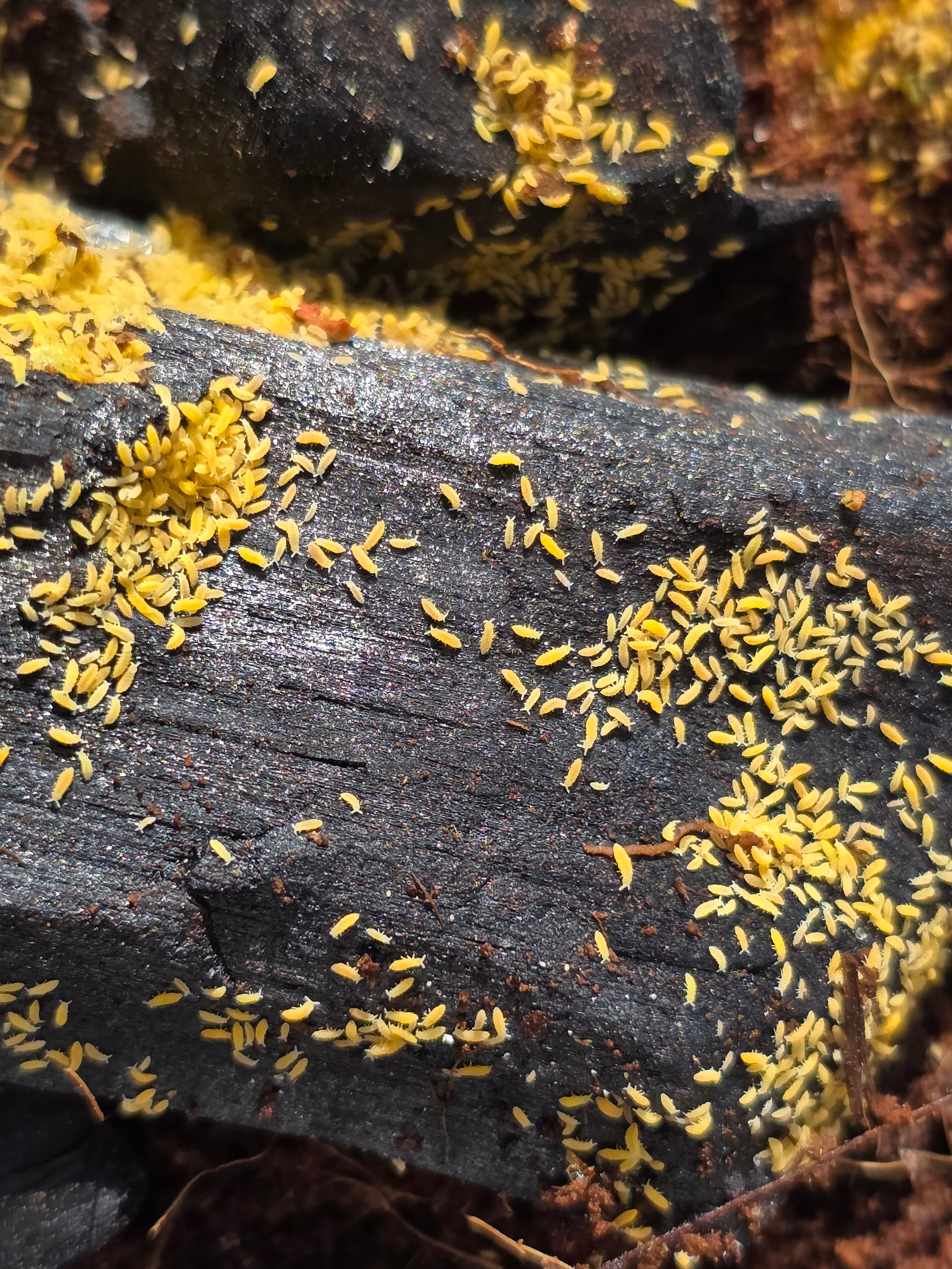 Yellow Albino Springtails for Sale | Ceratophysella isabellae – Live ...